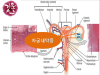 증상원인과 임신한약에 대해 기운찬한의원에서 알려드립니다 노원구동대문구중랑구광진구 네이버 블로그